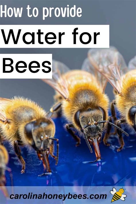 Water For Bees Artofit