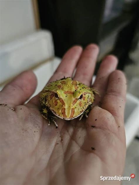 Zaba Rogata Ostatnie Zolta I Czerwona Koszalin Sprzedajemypl