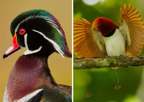 Everything You Need To Know About Feathers Bird Academy • The Cornell Lab