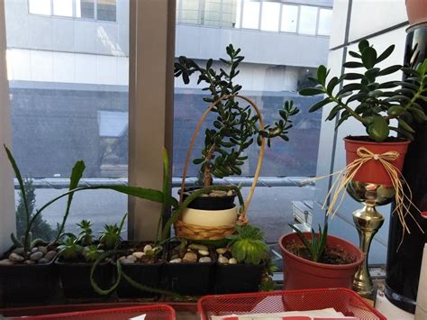 Cvekinja Скопjе