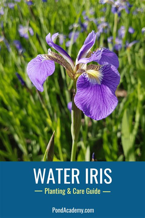 How Deep To Plant Water Iris At Hamish Mitford Blog