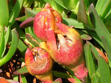 Health Benefits Of Coastal Pigface Health Benefits