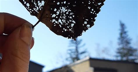 I Found A Pretty Cool Decomposing Leaf While Gardening Today Album On