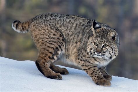 3 Types of Wild Cats in Texas (With Pictures and Identification)