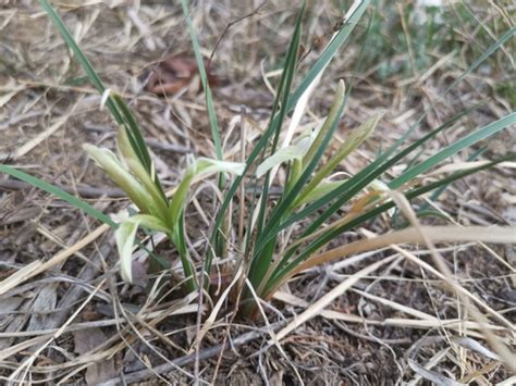 Iris Kobayashii · Inaturalist United Kingdom