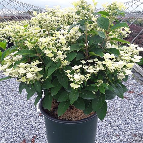 Early Evolution Panicle Hydrangea Grown By Overdevest