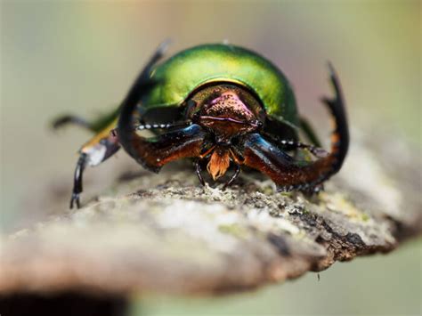 Macro Diffuser Comparison Cygnustech Diffuser Ak Diffuser Trick Bits Diffuser Wildmacro