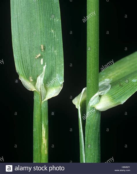 Confused Canary Grass Phalaris Brachystachys Leaf Ligule At The Node