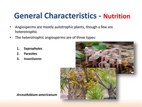 Angiosperms Flowering Plants Powerpoint Presentation Pptx