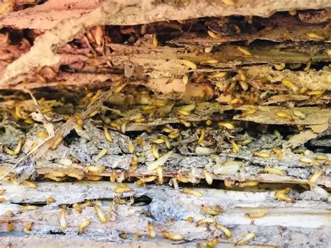 Common Signs Of Termite Infestations In Dfw Texas Forterra Pest Control