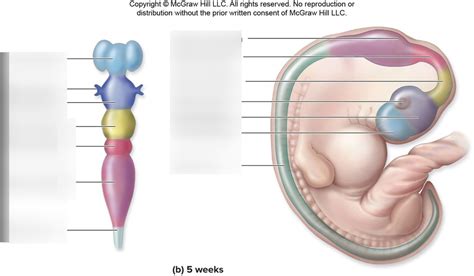 5 Week Embryo Diagram Quizlet