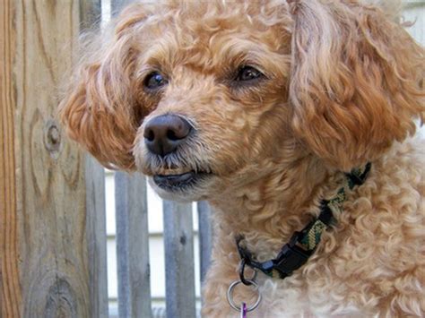 Cockapoo Temperament Lifespan Shedding Puppy