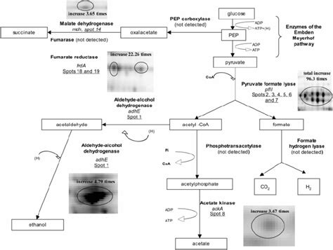 Mixed Acid Fermentation Pathway At Tanya Milford Blog