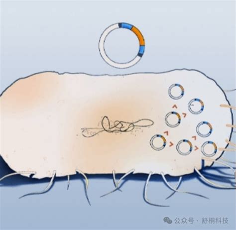 技术介绍 质粒扩增 细菌感受态 知乎