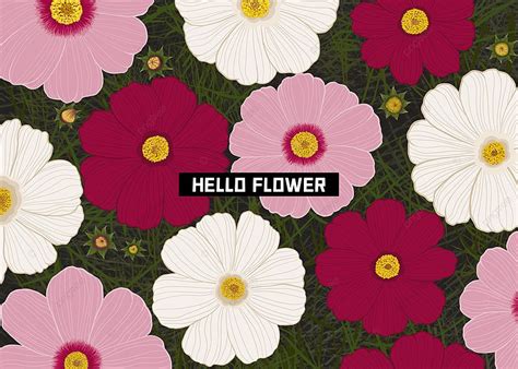 Hello Flower In Cosmos Background Cosmos Plant Flower Background