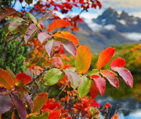 Explora La Patagonia Historia Fauna Flora Y Paisajes