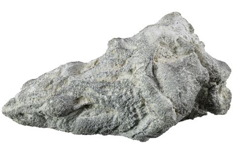 41 Cretaceous Fossil Sponge Turonia Germany 219294 For Sale