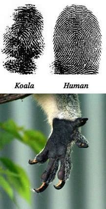 Koalas Unique Fingerprints Like Humans Koalas Fingerprint Koala