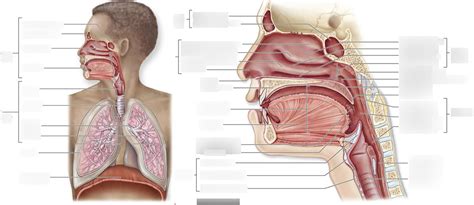 Respiratory Ch25 Upper Respiratory Structures Diagram Quizlet