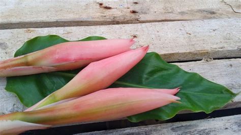 10 Khasiat Bunga Kantan Kepada Kesihatan Dalaman Dan Luaran 2025