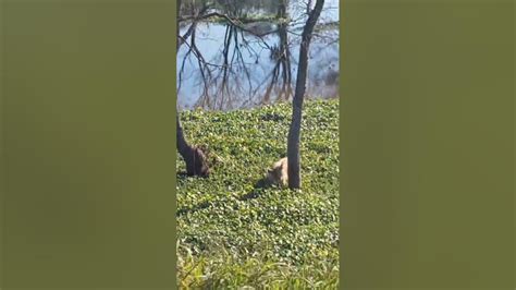 Capibarelo Cocosini Youtube