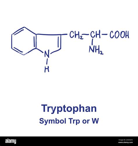 Tryptophan Structure