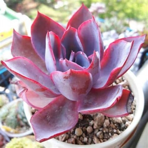 40 Beautiful Types Of Purple Succulents With Pictures Succulent Alley