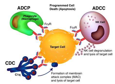 Fc Muted™ Biosimilar Antibodies Leinco Technologies