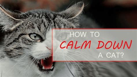 How To Calm Down A Cat Catological How To Calm Down A Cat Catological