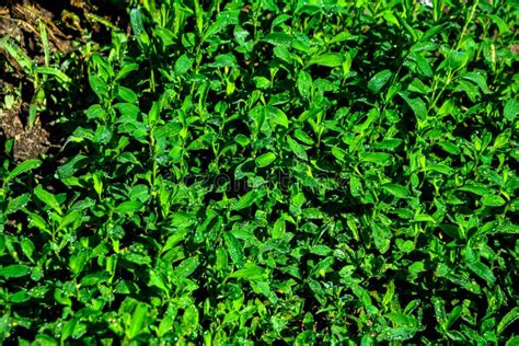 Polygonum Aviculare Knotgrass Wild Plant Shot In Summer Stock Image