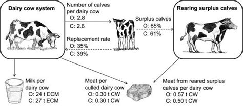 Beef From Dairy Dairy Truth