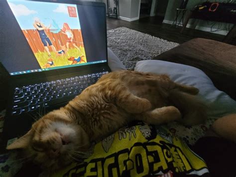 Cuddle Kitty On Tumblr