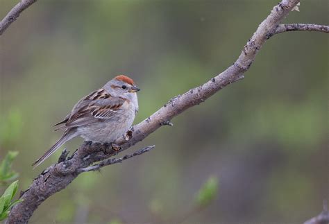 Return Of Bird Of The Week American Tree Sparrow Wickershams Conscience