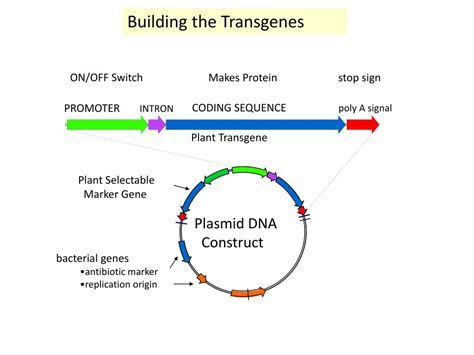 Ppt Plant Genetic Engineering Plant Transformation Powerpoint