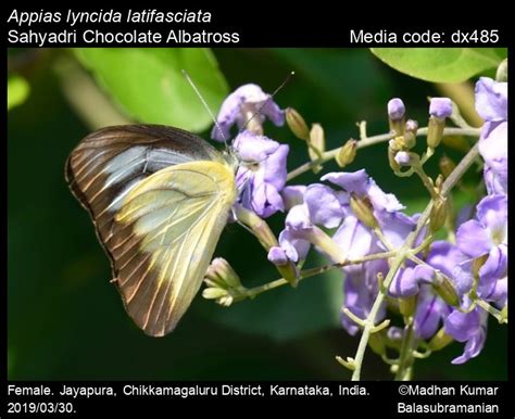 Appias Lyncida Butterfly