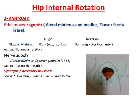 Ppt Hip Muscles Powerpoint Presentation Free Download Id2019850