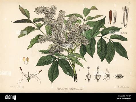 Manna Ash Or Flowering Ash Fraxinus Ornus Handcoloured Lithograph By