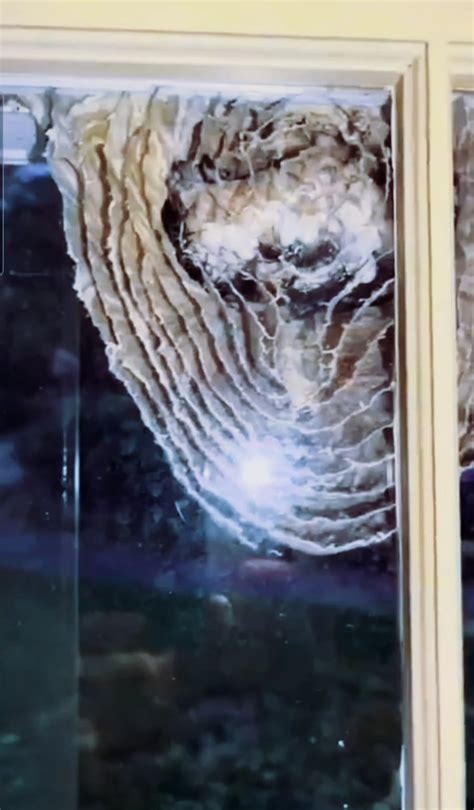 Hive Definition Television Rinterestingbutcreepy