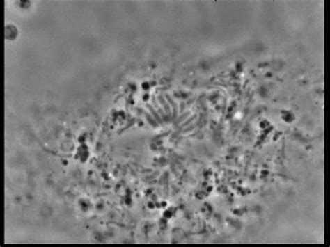 Animal Cell Mitosis Microscope Animal Cell An Overview