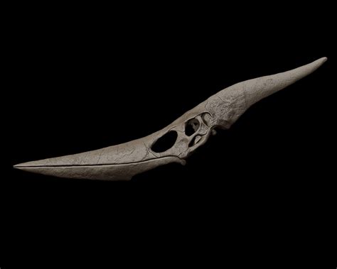Pteranodon Skull 3d Print Model 3d Model 3d Printable Cgtrader