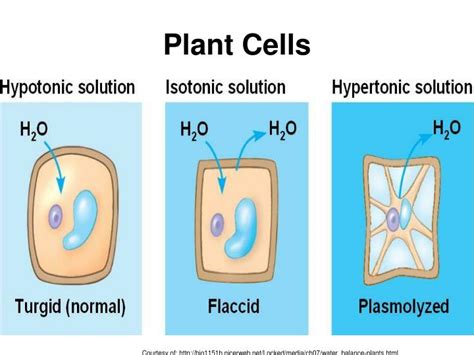 Ppt Cell Transport Powerpoint Presentation Id3996195