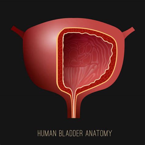 2400 Bladder Drawing Stock Illustrations Royalty Free Vector