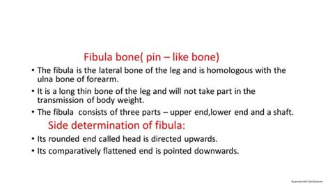 Fibula Ppt
