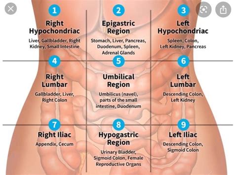 Physio Quiz 2 Flashcards Quizlet