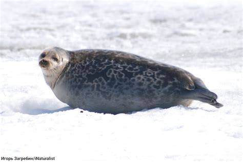 Types Of Seals List Of All Seal Species With Pictures And Facts