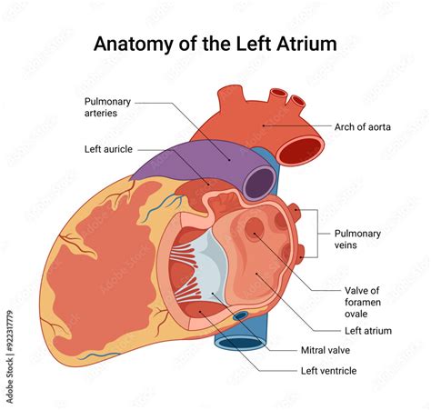 Anatomy Of The Left Atrium Stock Vector Adobe Stock