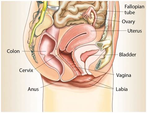 Treating Vaginal Prolapse Hirslanden Continence Center