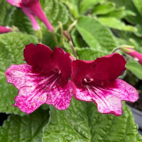 Streptocarpus Steffanos Shadow Play Cape Primrose 45 Pot Little Prince To Go