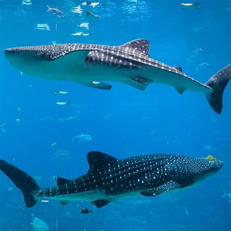 Whale Shark Georgia Aquarium