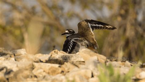Killdeer Animal Corner